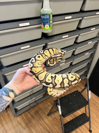 Firefly Ball Python by sHe Morphs