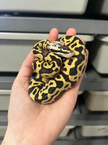 Leopard Superfly 50% Het DG Ball Python by sHe Morphs