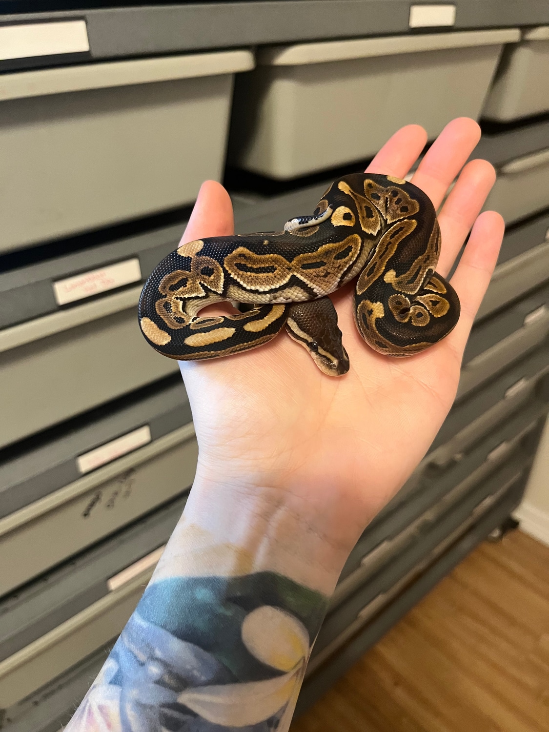 Cinnamon Ball Python by sHe Morphs - MorphMarket