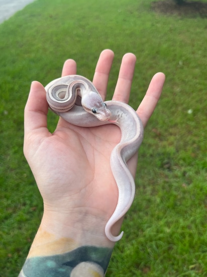 Pewter Fire YB Ball Python by sHe Morphs