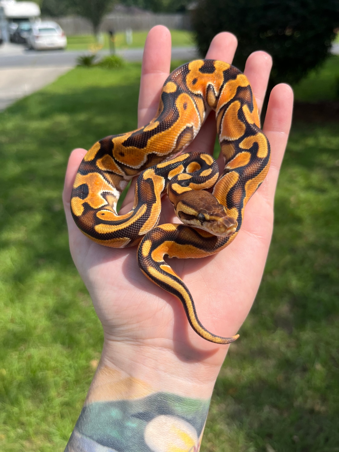 OD Enchi Cinnamon Fire Ball Python by sHe Morphs - MorphMarket