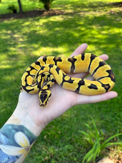 OD Enchi Firefly Ball Python by sHe Morphs