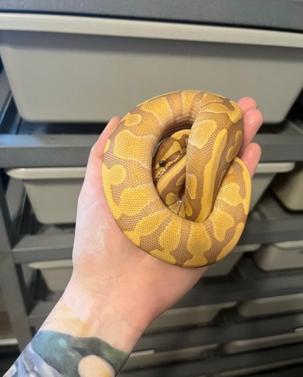 Mahogany Enchi Ultramel 66% Het Cryptic Ball Python by sHe Morphs
