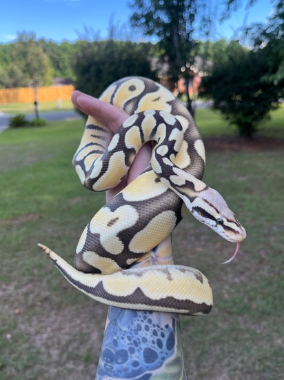 Pastel OD DG Pos Special Ball Python by sHe Morphs