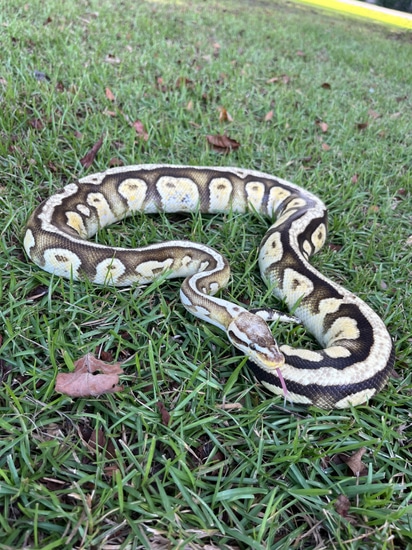 Cypress Firefly Ball Python by sHe Morphs