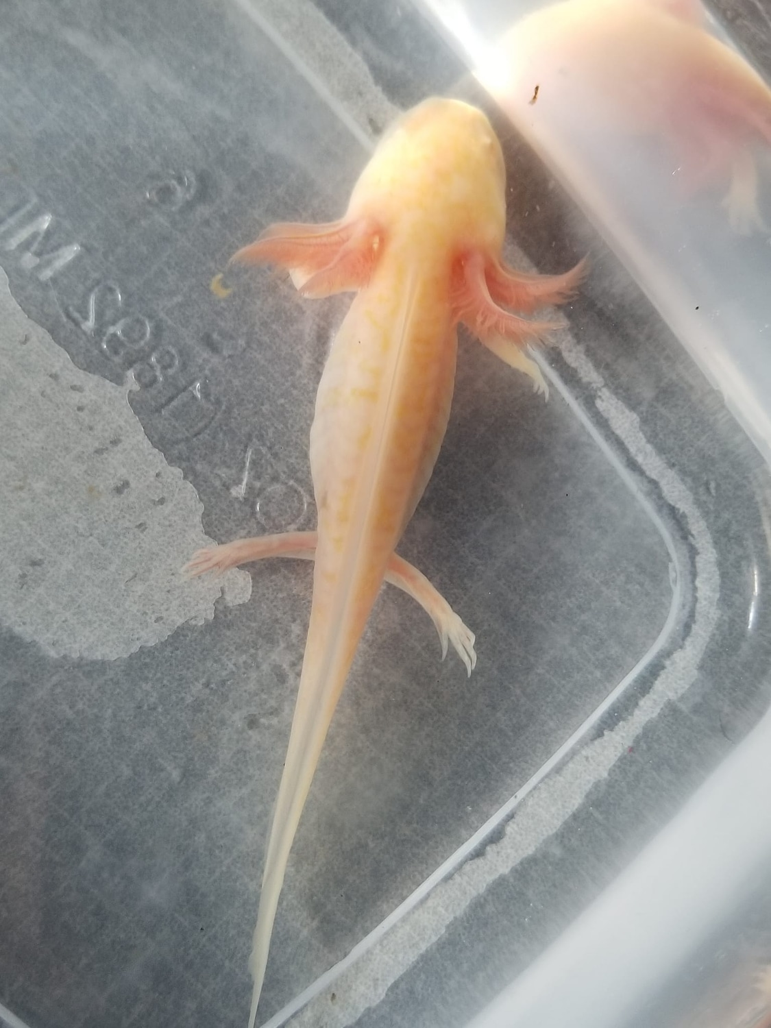 3"-4" : GFP Albino Melanoid Axolotl by Sarah's Salamanders - MorphMarket