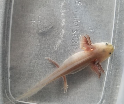 3"-4" : GFP Albino Melanoid Axolotl by Sarah's Salamanders - MorphMarket