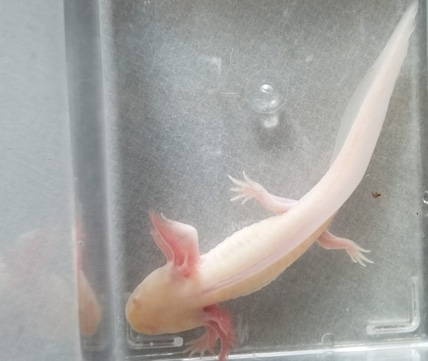 7" Lightly Speckled Hypomelanistic Melanoid Axolotl by Sarah's ...