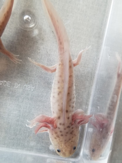 4"-5" Spotted Hypomelanistic Melanoid Gfp Axolotl by Sarah's Salamanders
