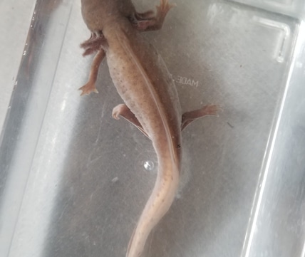 6"-7" : Spotted Copper Melanoid Axolotl by Sarah's Salamanders ...