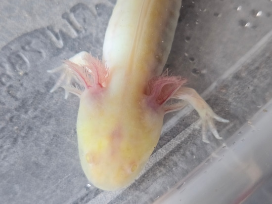 Pet Only 5"+ GFP Melanoid Albino Axolotl by Sarah's Salamanders