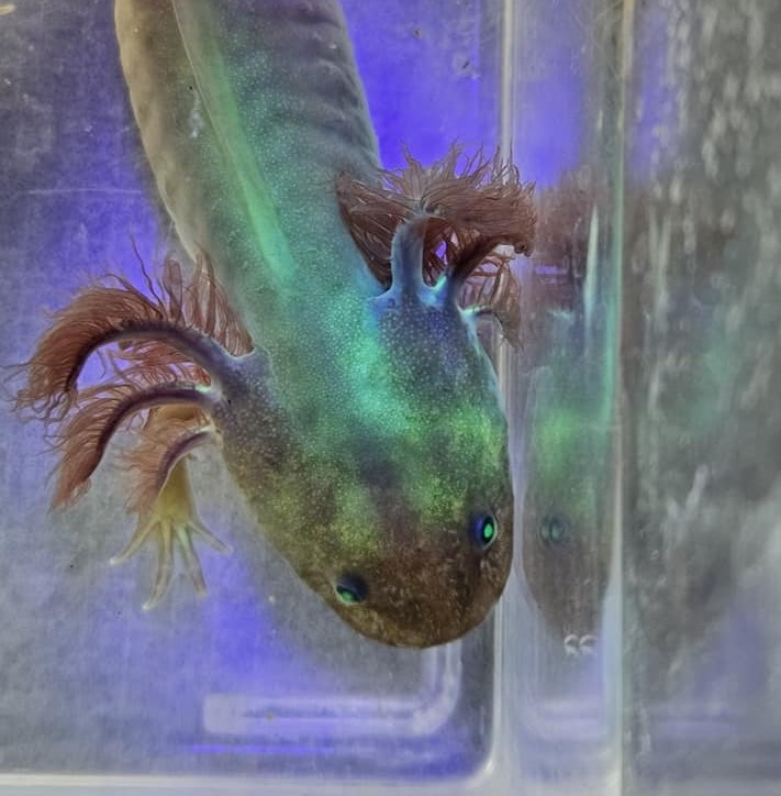 5" + GFP Copper Melanoid Axolotl "pet Only" by Sarah's Salamanders ...