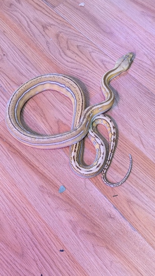 Super Tiger Platinum NERD Line Reticulated Python by Sarah's Nature Nest