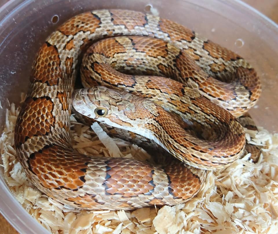 Root Beer Het Scaleless Amel Motley Cinder Ph Lava Corn Snake by Sarah ...