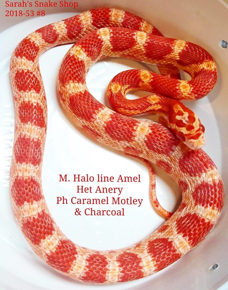 "Enigma" 2018 M. Amel From HALO Lines Corn Snake by Sarah's Snake Shop ...