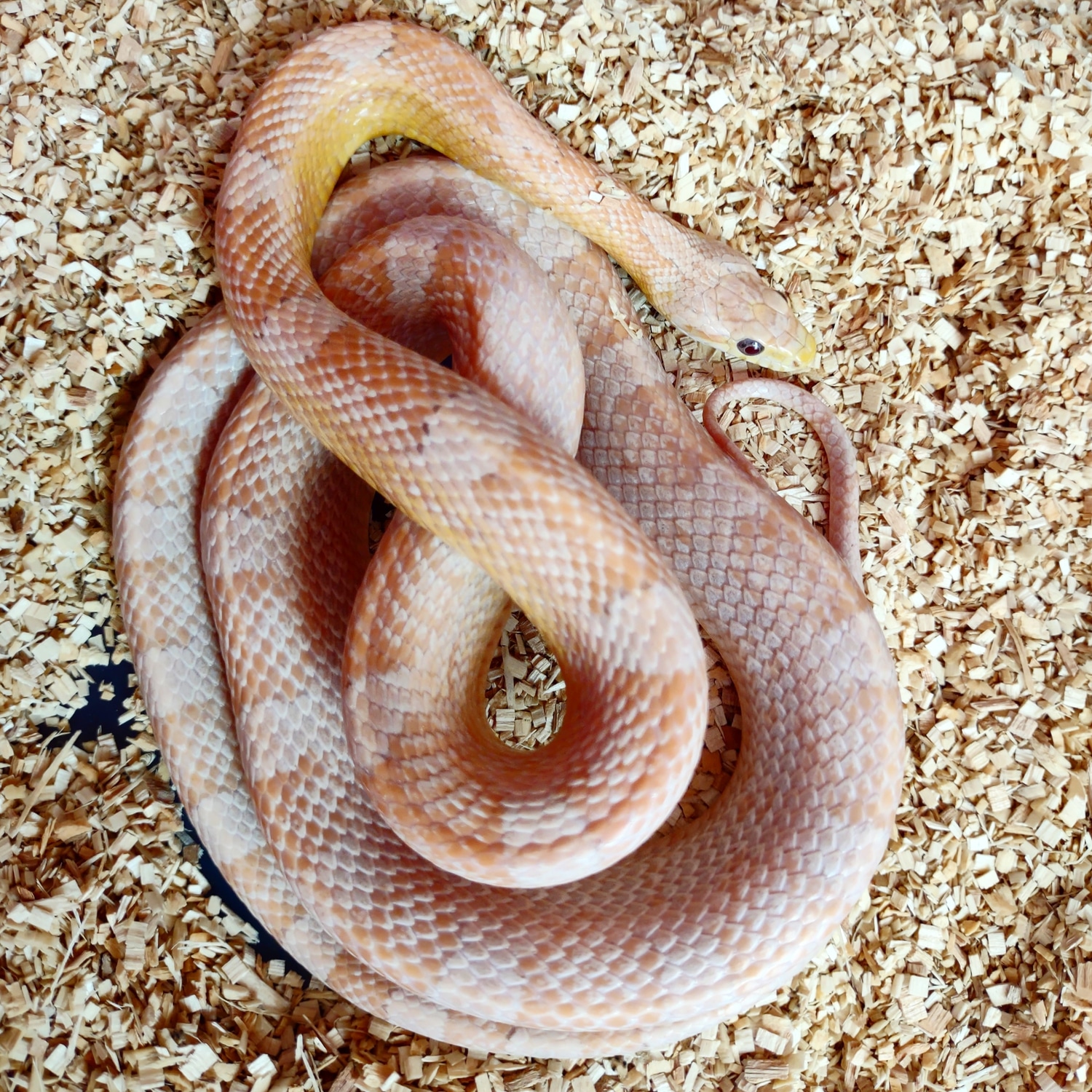 Beautiful PINK Ultramel Hypoberry Anery Motley! Corn Snake by Sarah's ...