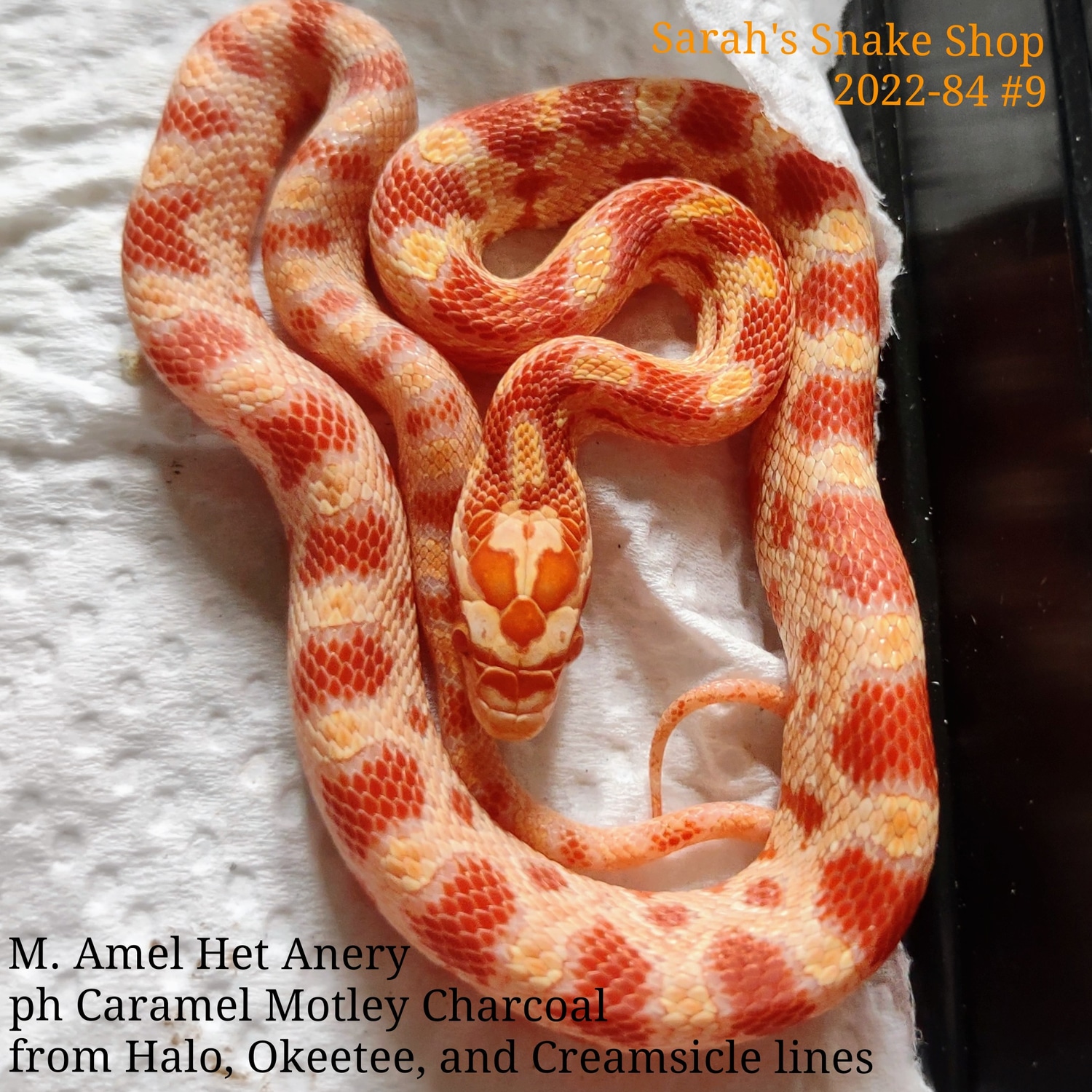 Amel From Halo Lines! Corn Snake by Sarah's Snake Shop, LLC - MorphMarket