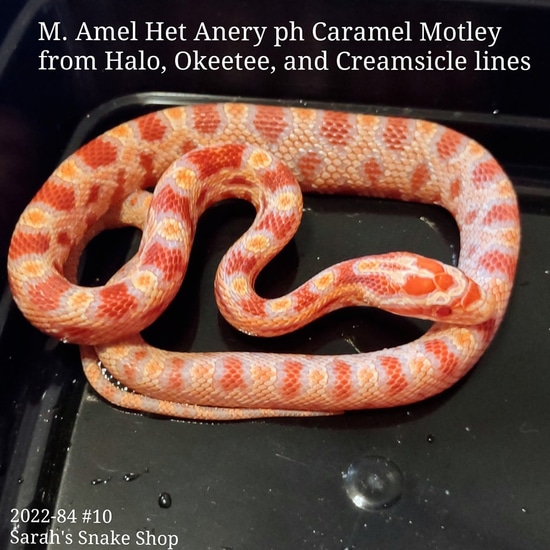 BRIGHT Amel From Halo Lines! Corn Snake by Sarah's Snake Shop, LLC