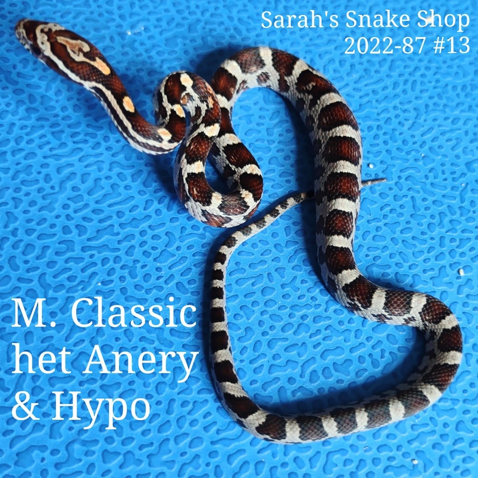 M. Okeetee Phase Het Anery Hypo (Ghost Maker) Corn Snake by Sarah's ...