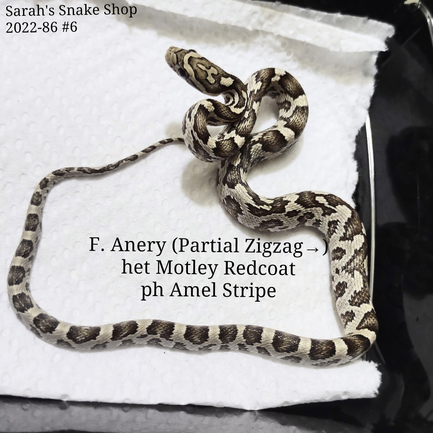 Anery Zigzag Female From Hurricane Lines! Corn Snake by Sarah's Snake ...