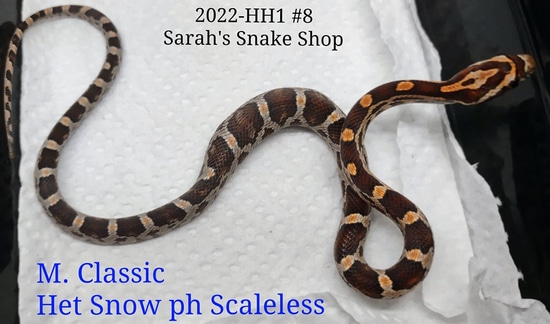 Classic Het SNOW Ph SCALELESS Corn Snake by Sarah's Snake Shop, LLC