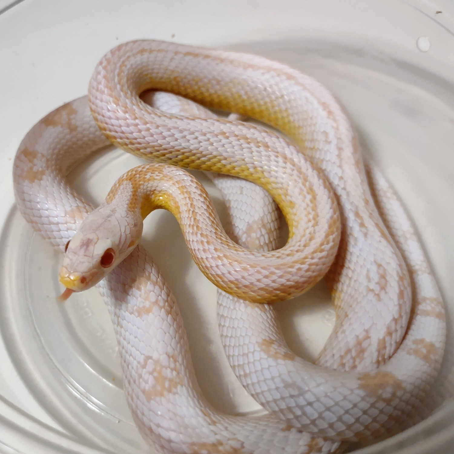 YELLOW Aberrant Motley Snow Corn Snake by Sarah's Snake Shop, LLC ...