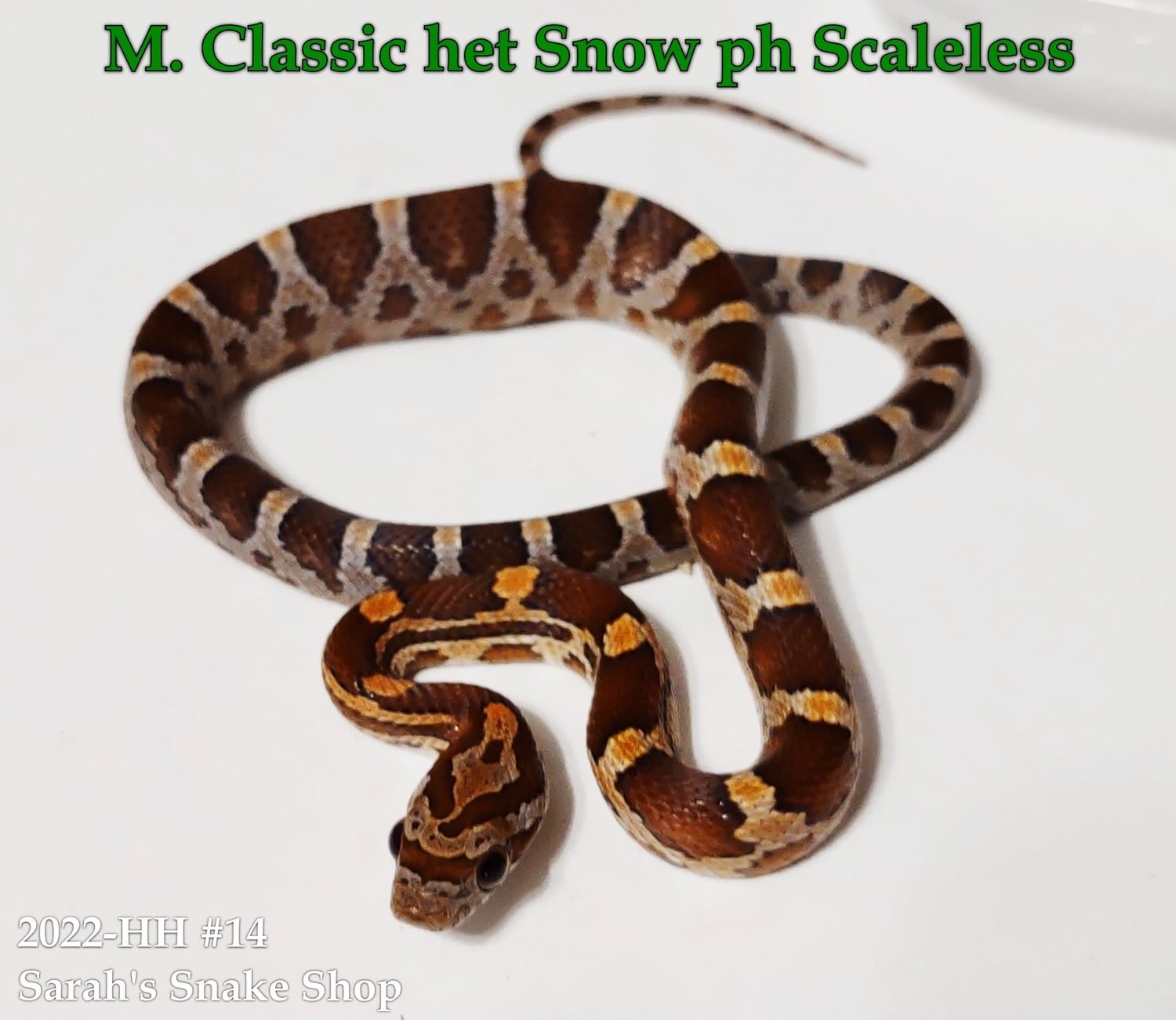 Rootbeer Het SNOW Ph SCALELESS Corn Snake by Sarah's Snake Shop, LLC ...
