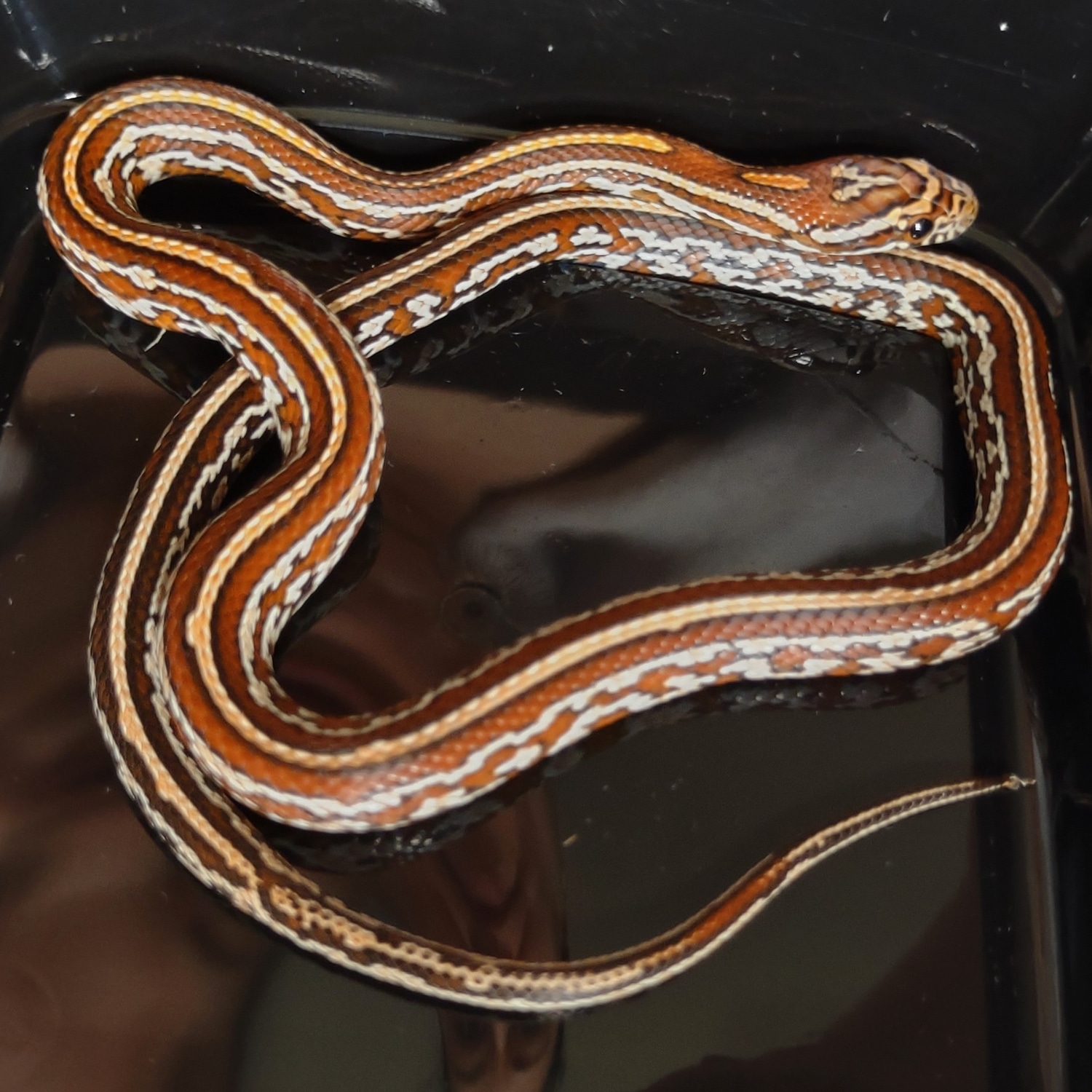 OKEETEE Tessera Het Snow! Halo Parent! Corn Snake by Sarah's Snake Shop ...