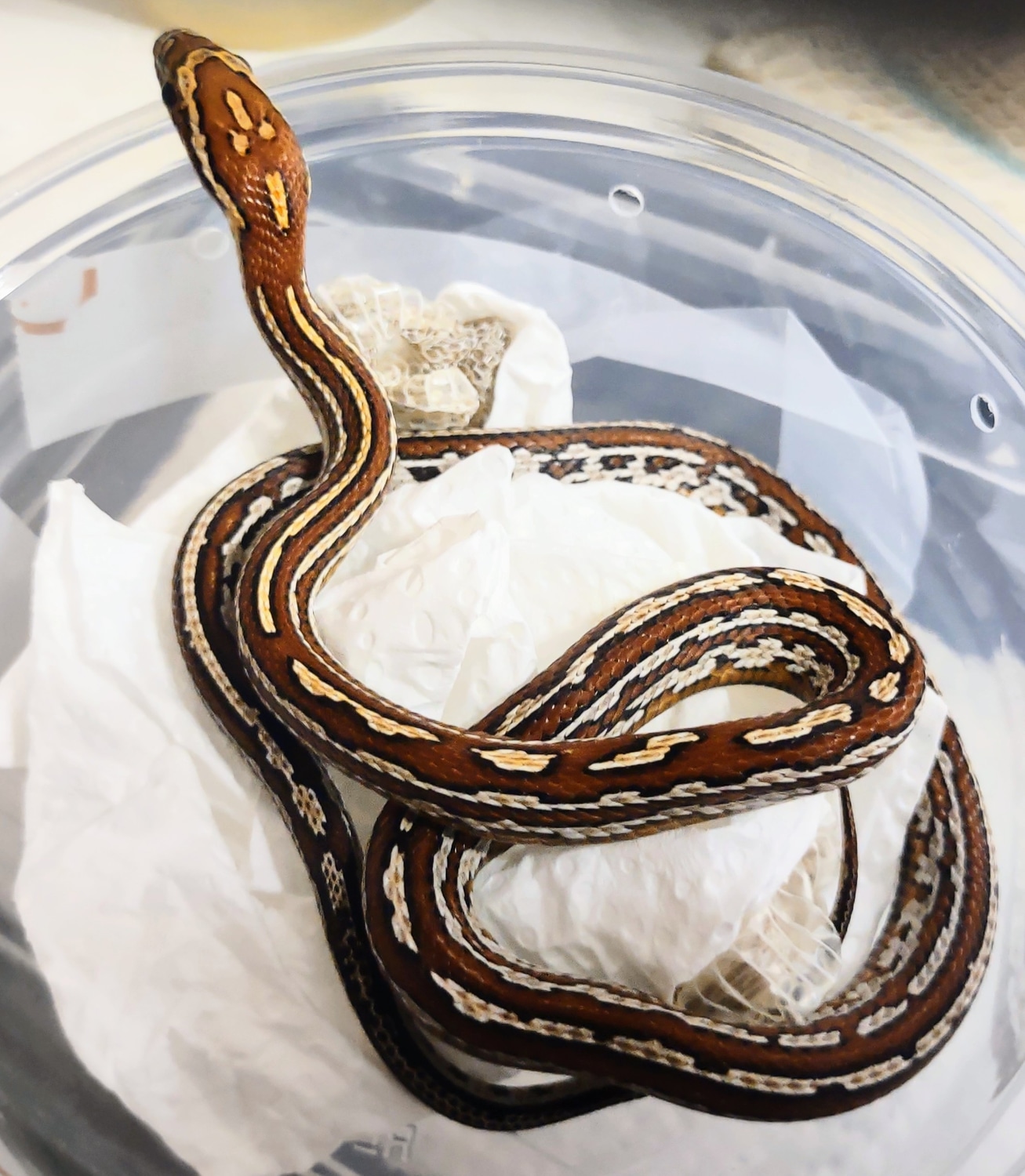OKEETEE Tessera Het Snow! Halo Parent! Corn Snake by Sarah's Snake Shop ...
