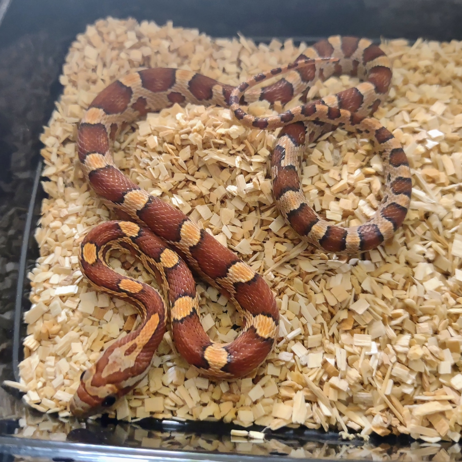 Rootbeer Het SNOW Ph SCALELESS Corn Snake by Sarah's Snake Shop, LLC ...