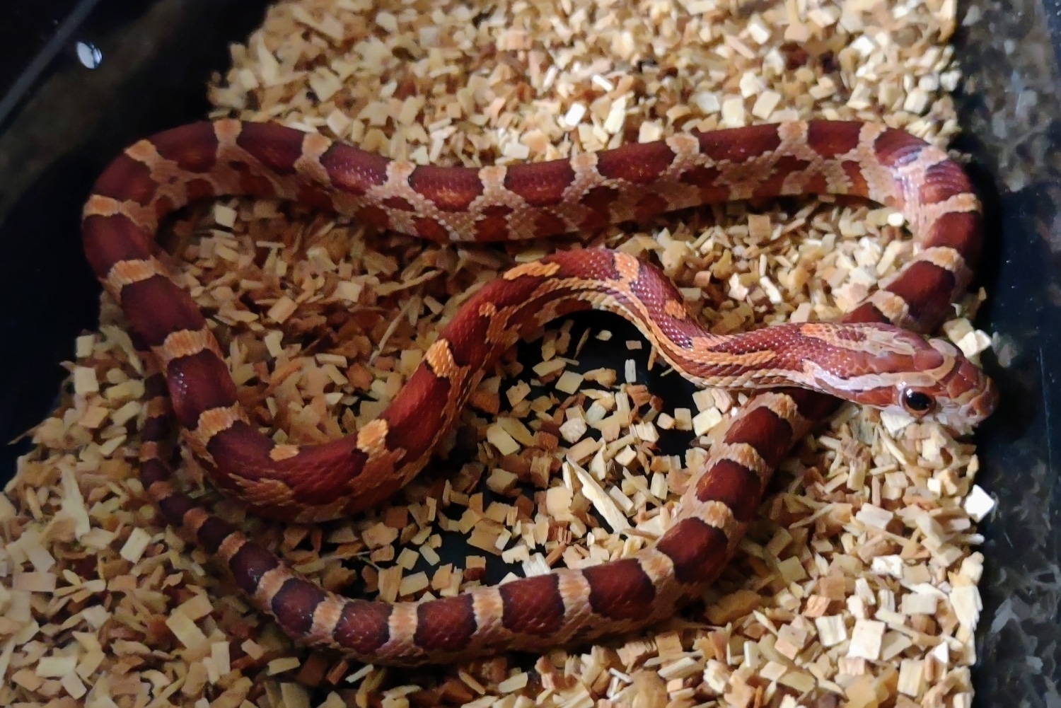 Rootbeer Het SNOW Ph SCALELESS Corn Snake by Sarah's Snake Shop, LLC ...