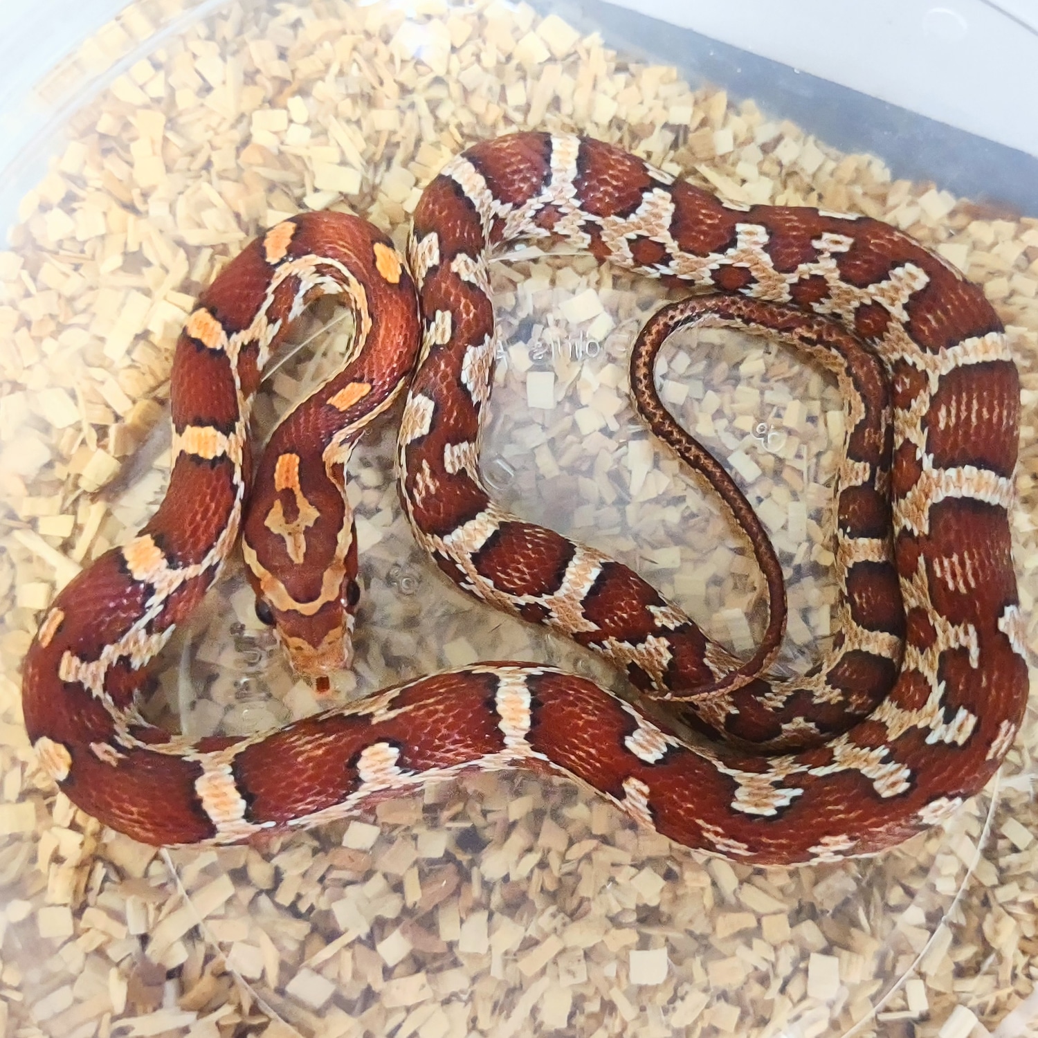 ZIGZAG Het Snow Ph Scaleless Corn Snake by Sarah's Snake Shop, LLC ...