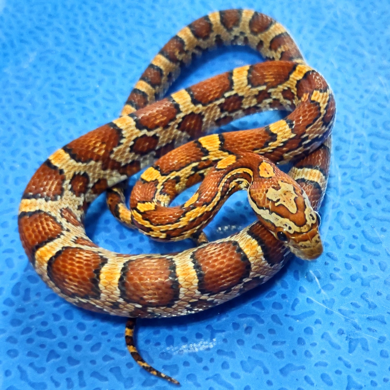Het SNOW Ph SCALELESS Corn Snake by Sarah's Snake Shop, LLC - MorphMarket