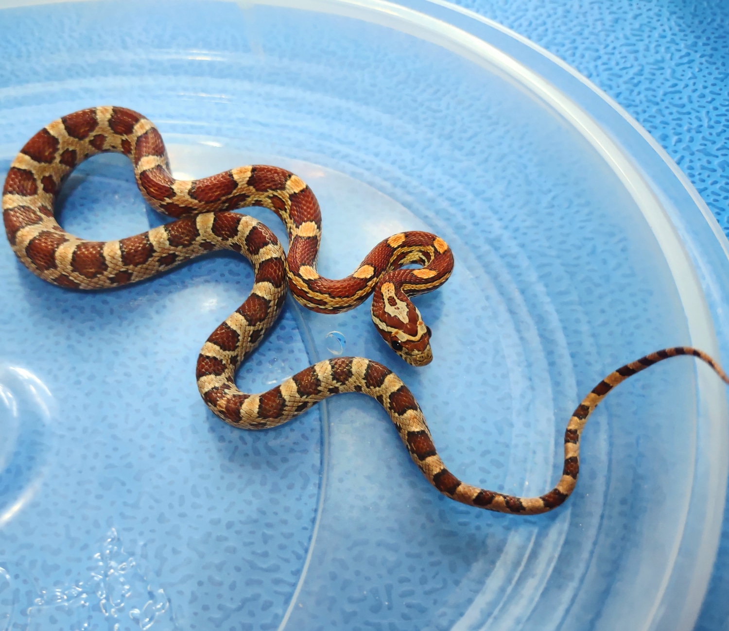 REPTILINK EATER! Het SNOW Ph SCALELESS Corn Snake by Sarah's Snake Shop ...