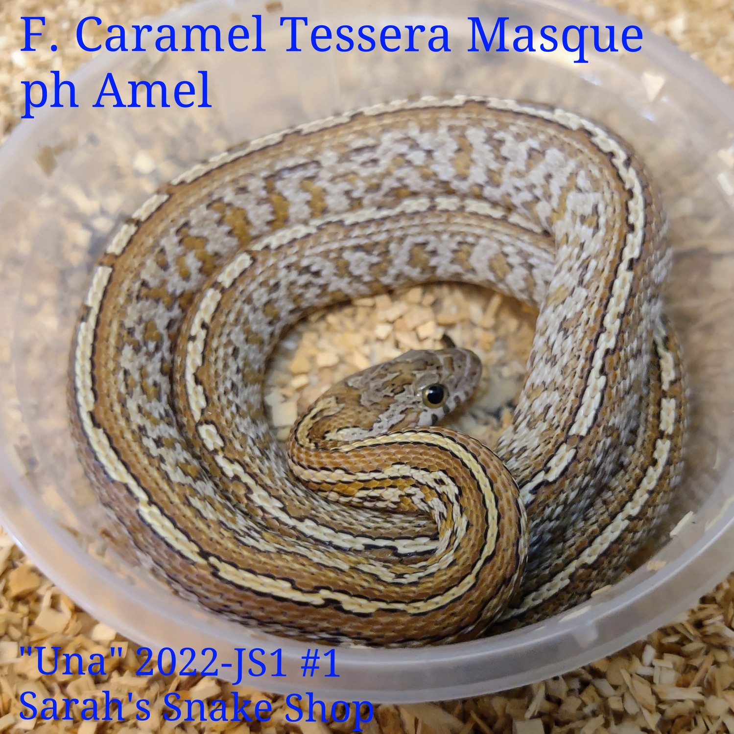 REPTILINK EATER F. Masque Caramel Tessera Ph Amel! Corn Snake by Sarah ...