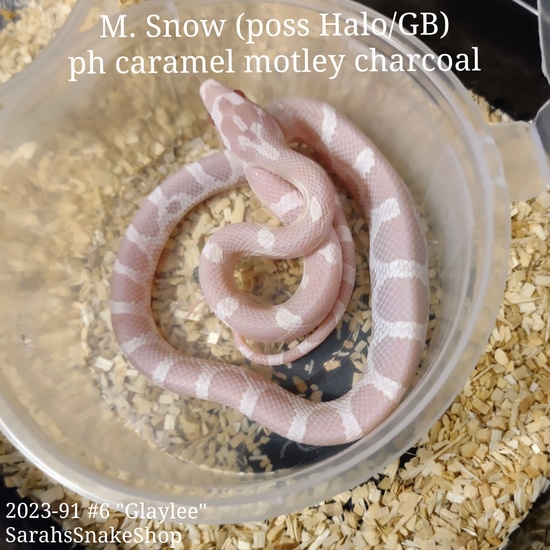 Snow From Halo & Okeetee Lines Corn Snake by Sarah's Snake Shop, LLC