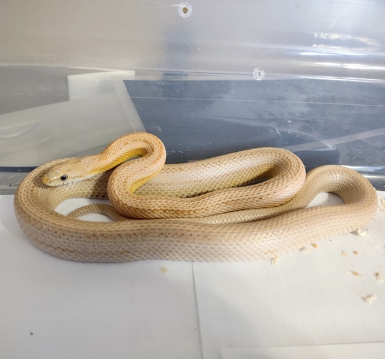 Ghost Vanishing Stripe Het Amel Corn Snake by Sarah's Snake Shop, LLC