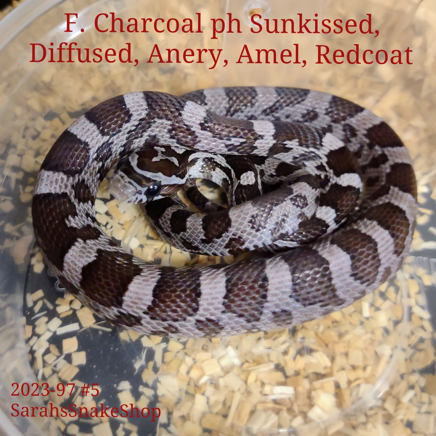 F. Charcoal Corn Snake by Sarah's Snake Shop, LLC - MorphMarket