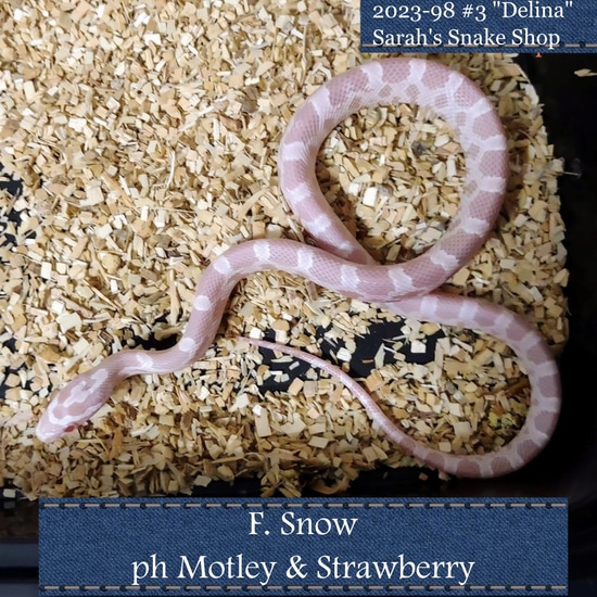 F. MYSTERY Snow! VMS Line Corn Snake by Sarah's Snake Shop, LLC