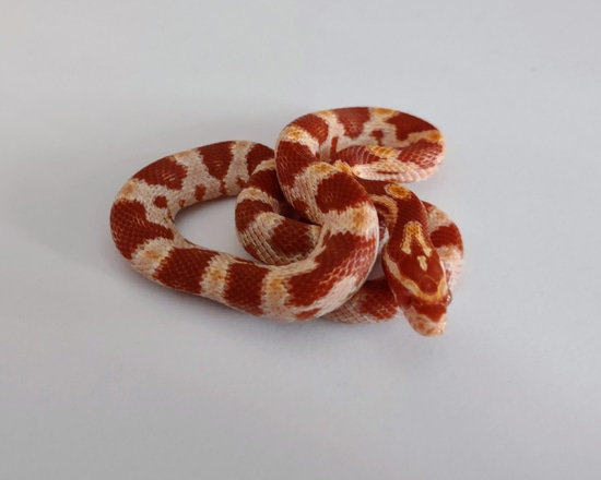 F. Amel, Possible Halo Corn Snake by Sarah's Snake Shop, LLC