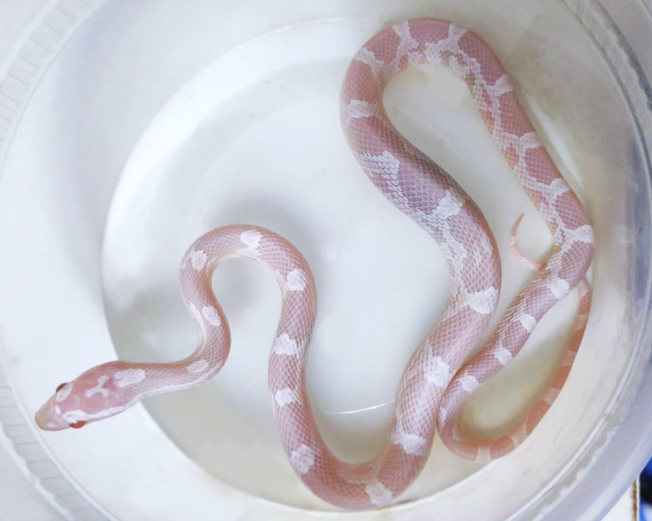 F. Snow Poss Halo! Corn Snake by Sarah's Snake Shop, LLC - MorphMarket