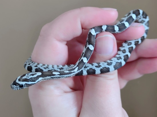 VMS Line Anery "Montu" Corn Snake by Sarah's Snake Shop, LLC