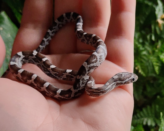 F. Anery, VMS Line "Amunet" Corn Snake by Sarah's Snake Shop, LLC