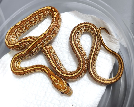 Yellow? Tessera Corn Snake by Sarah's Snake Shop, LLC
