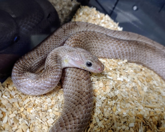 Pewter Male Corn Snake by Sarah's Snake Shop, LLC