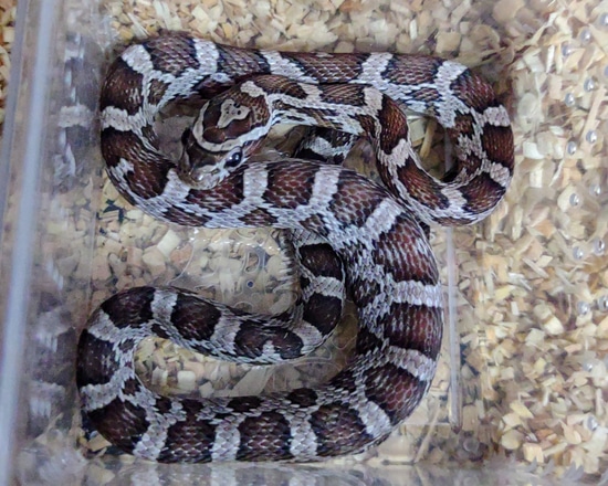 Very Neat Little Anery! "Osiris" Corn Snake by Sarah's Snake Shop, LLC