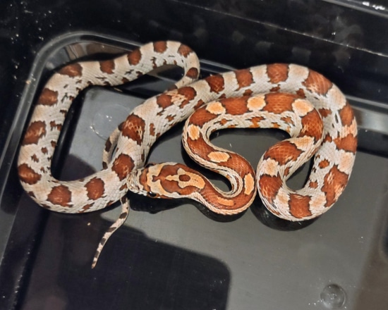 Ph Golden PRE EXPO SALE Pickup In Indy! Corn Snake by Sarah's Snake ...