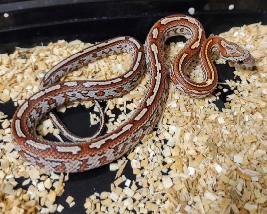 Tessera Ph Hypo Orchid Stripe Corn Snake by Sarah's Snake Shop, LLC