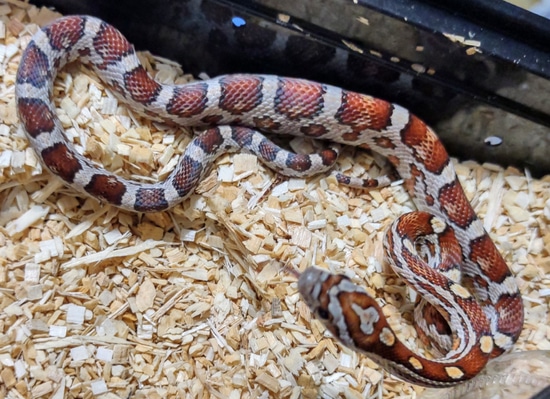 Beautiful Normal Corn! Corn Snake by Sarah's Snake Shop, LLC