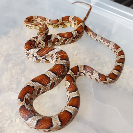 Yearling Classic Girl "Arwen" Corn Snake by Sarah's Snake Shop, LLC